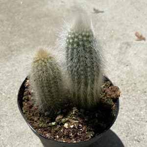 Cactus Plant Medium Silver Torch. A Spiny, Cylindrical Cactus. - Etsy