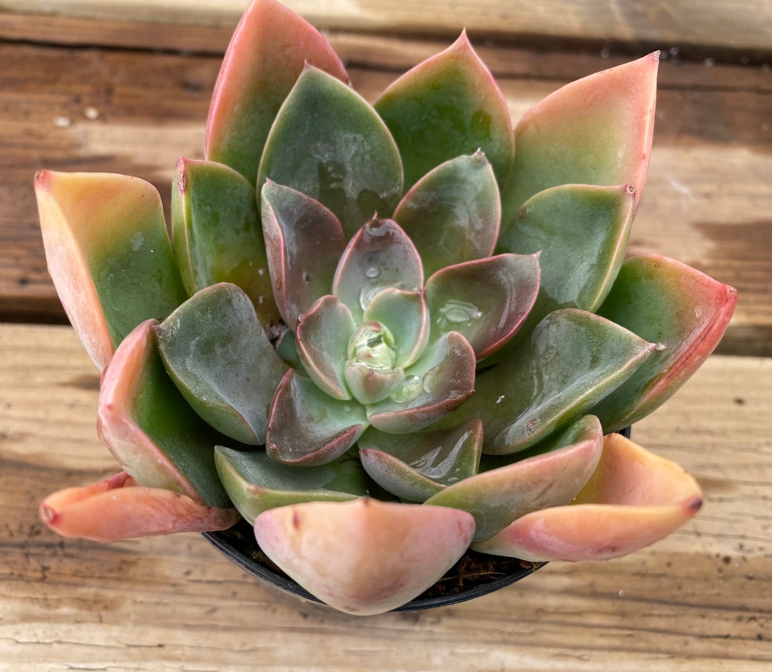 Medium Succulent Plant Graptoveria 'Jules'. A beautifully colored, rare ...