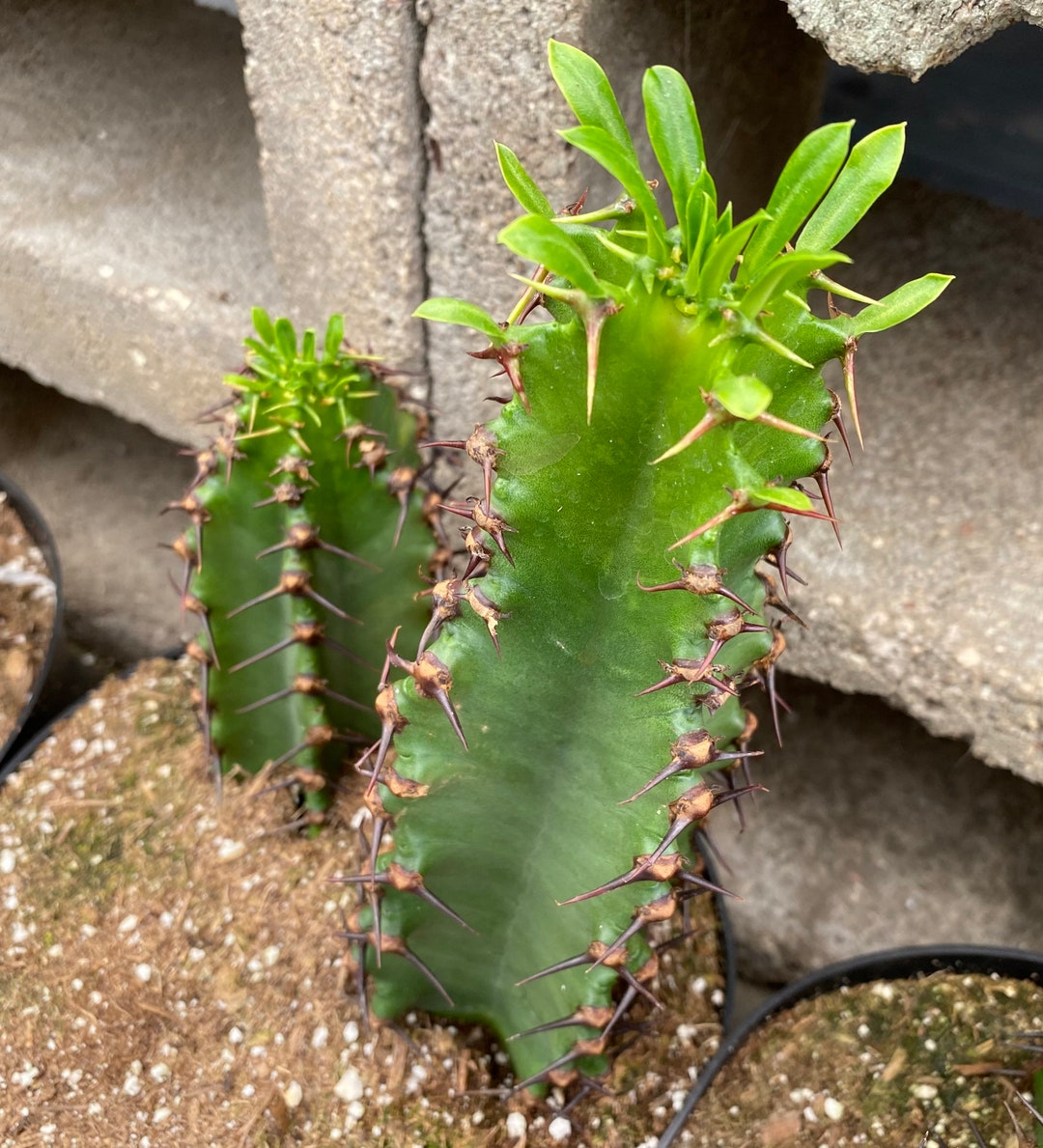Cactus Plant Chocolate Drop Candelabra Tree. A Beautiful Specimen for ...