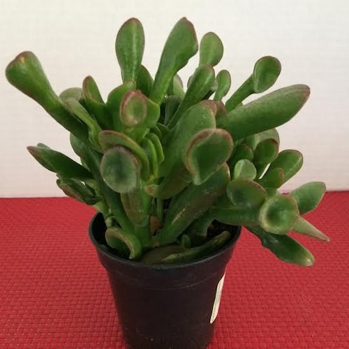 Ogre Ears Shrek ET Jade Plant Succulent 34 - Etsy