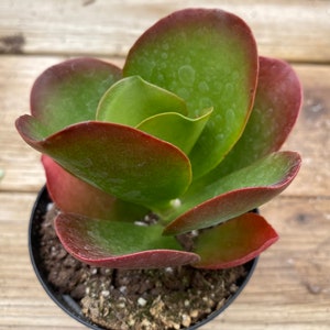 Medium Succulent Plant Kalanchoe 'dragonfire'. A Beautifully Colored ...