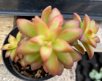 Shooting Star Sedum - Etsy