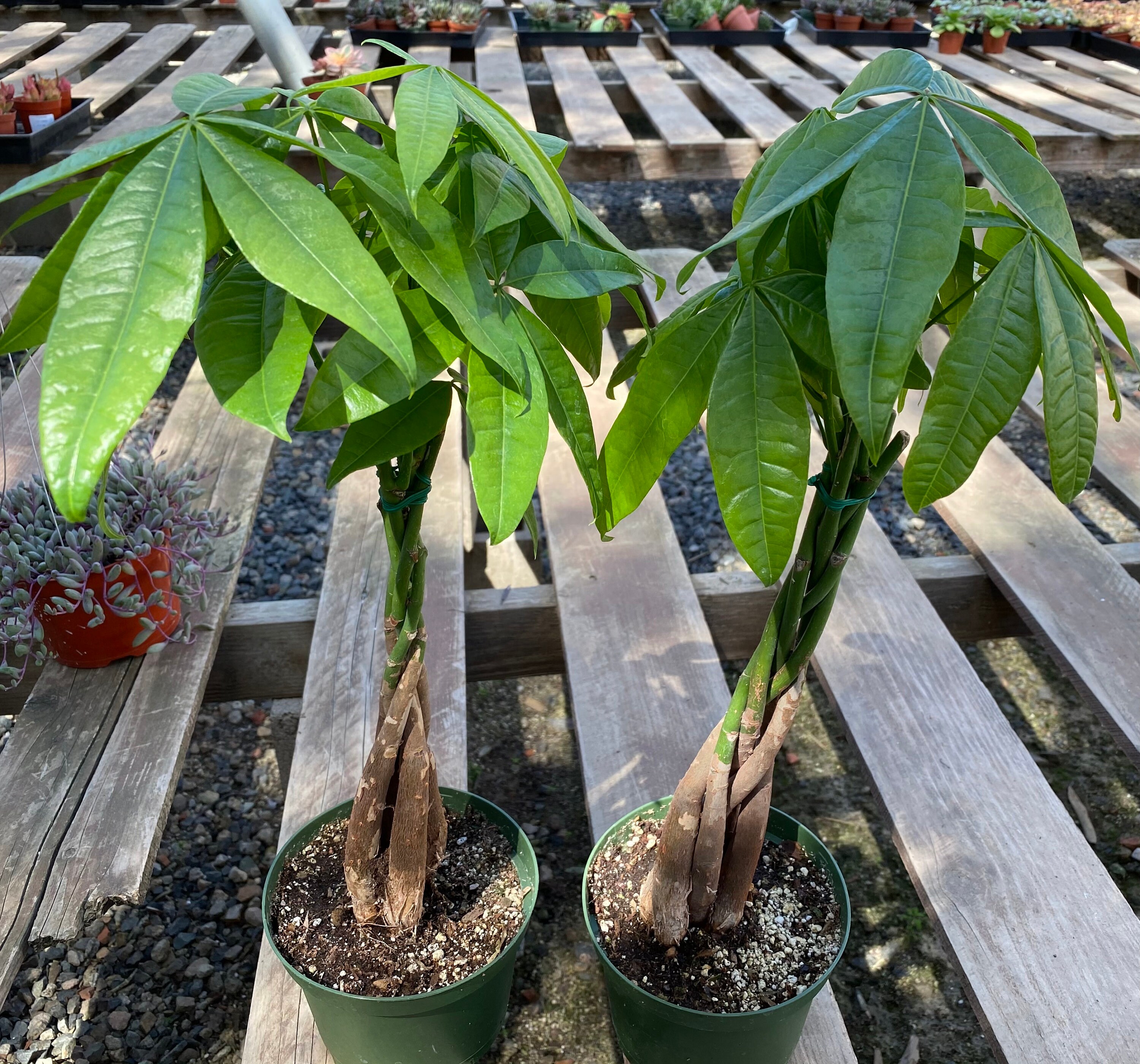 Mature Bonsai money Tree Plant. A Unique Braided | Etsy