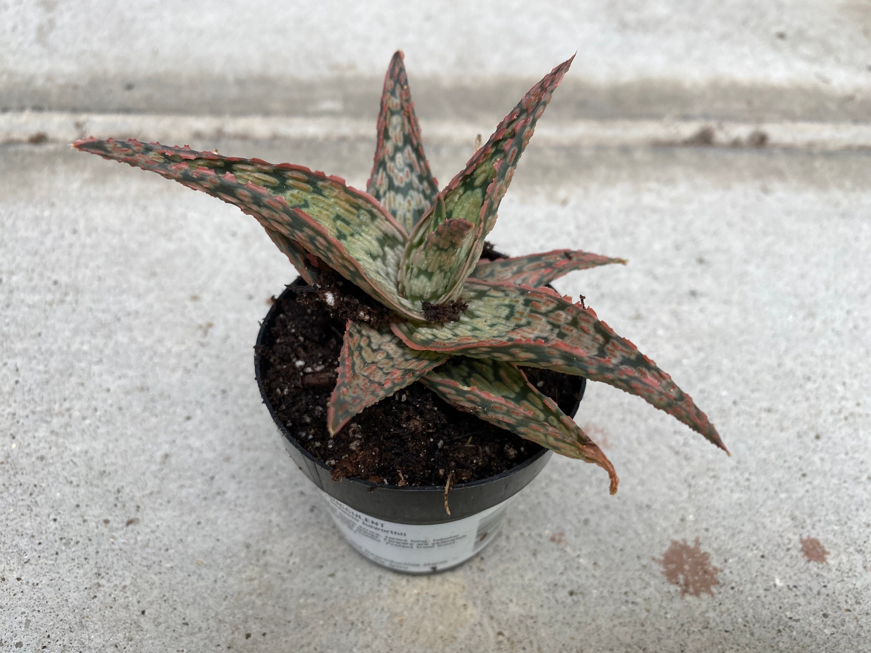 Small Aloe 'Pink Thing' hybrid. An off white star | Etsy