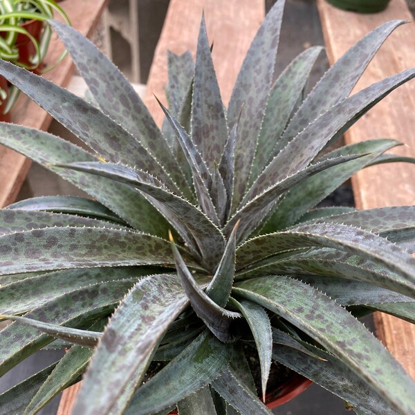 Mangave Plant - Etsy