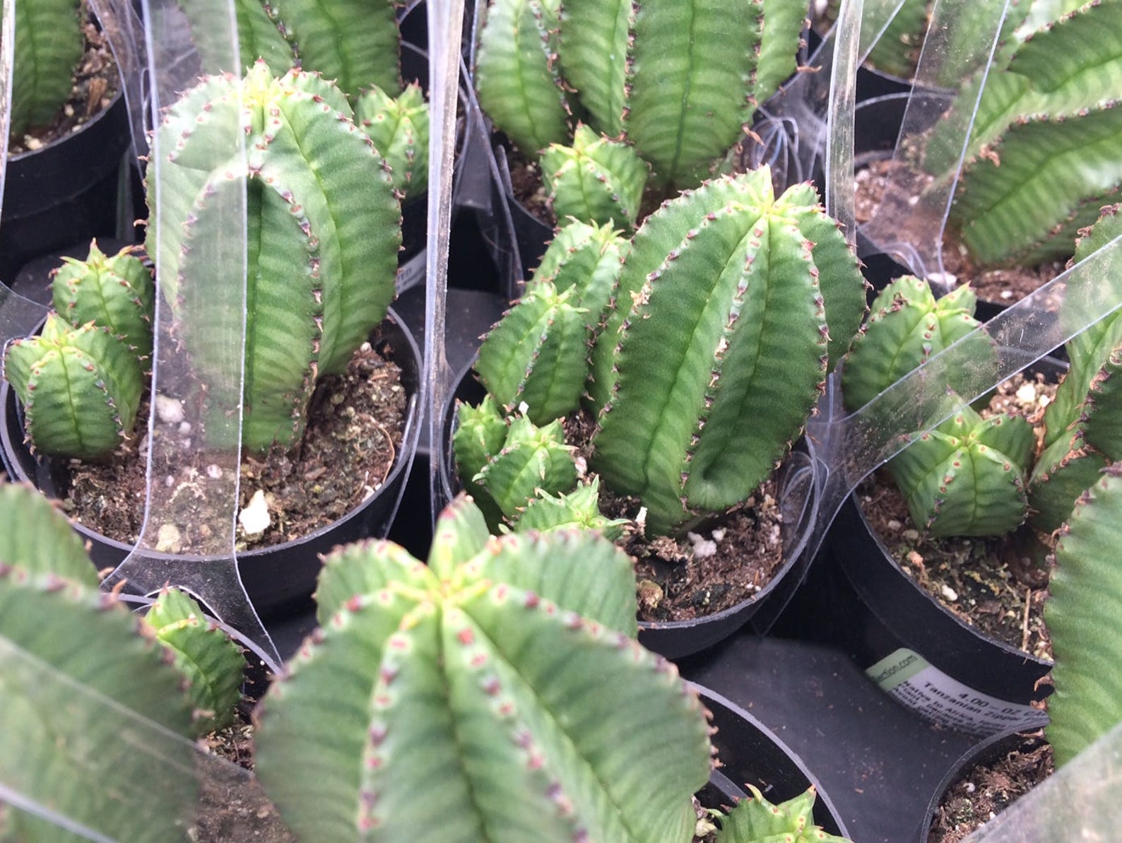 Cactus Plant Small Tanzanian Zipper. the Fleshy Edges of This - Etsy