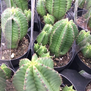 Cactus Plant Small Tanzanian Zipper. the Fleshy Edges of This Cactus ...