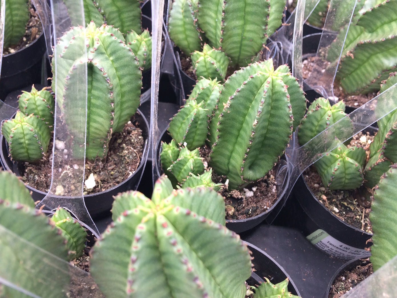 Cactus Plant Small Tanzanian Zipper. the Fleshy Edges of This | Etsy