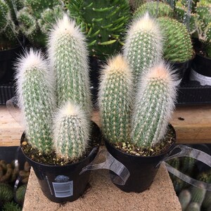 Cactus Plant Medium Silver Torch. A Spiny, Cylindrical Cactus. - Etsy