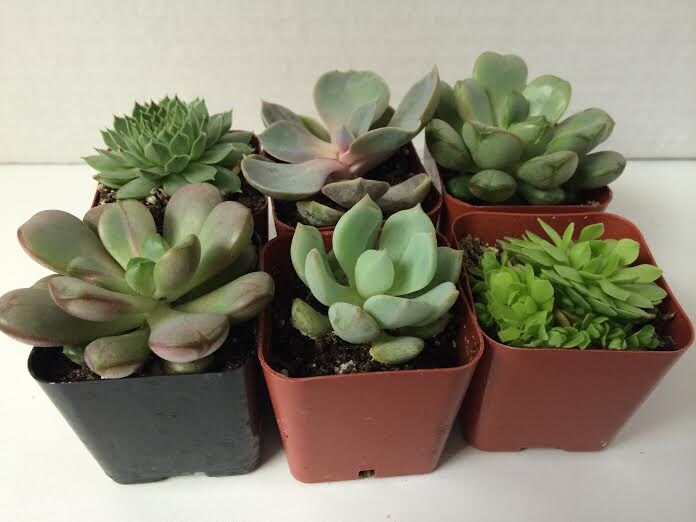 Succulent Plants. Assortment of 50 Gorgeous Assorted | Etsy