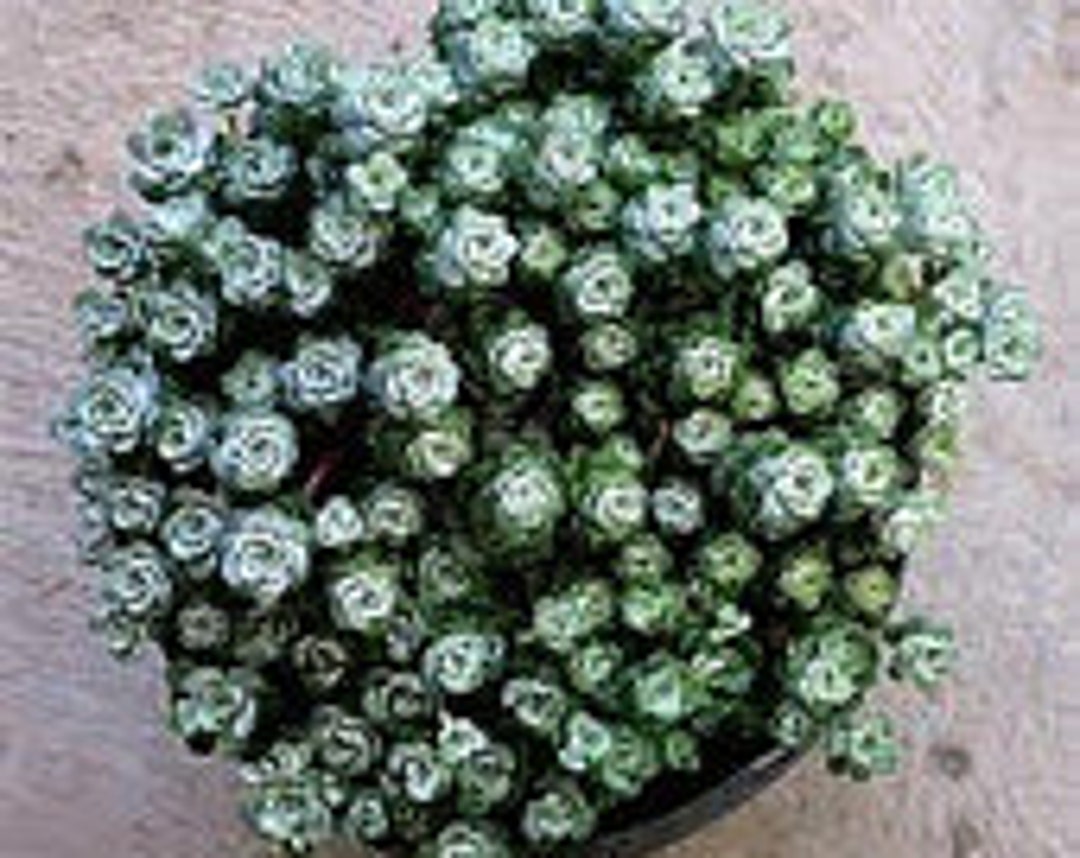 Medium Succulent Plant Capo Blanco Succulent - Etsy