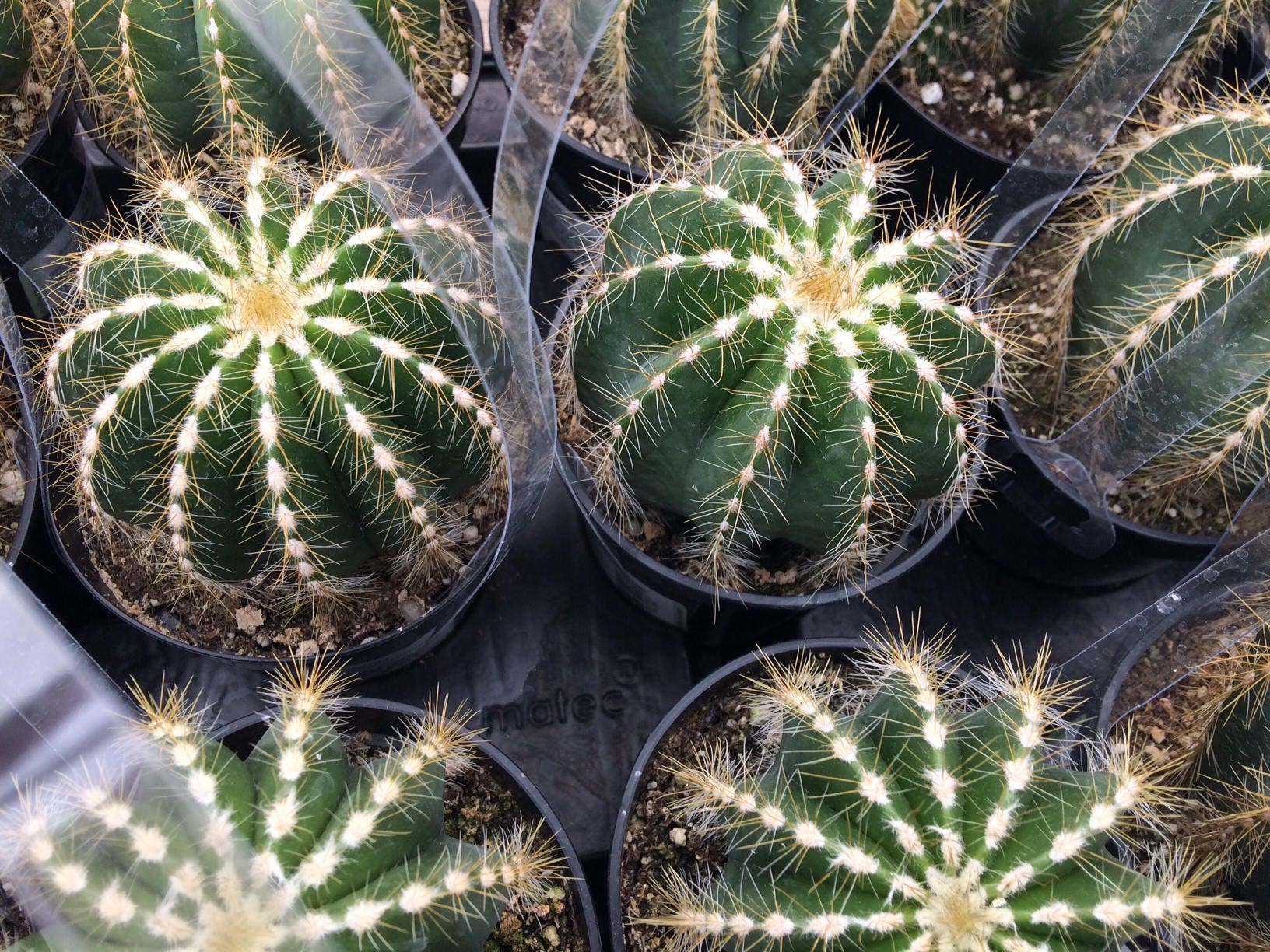 Cactus Plant. Medium Balloon Cactus. A Spherical Cactus With | Etsy