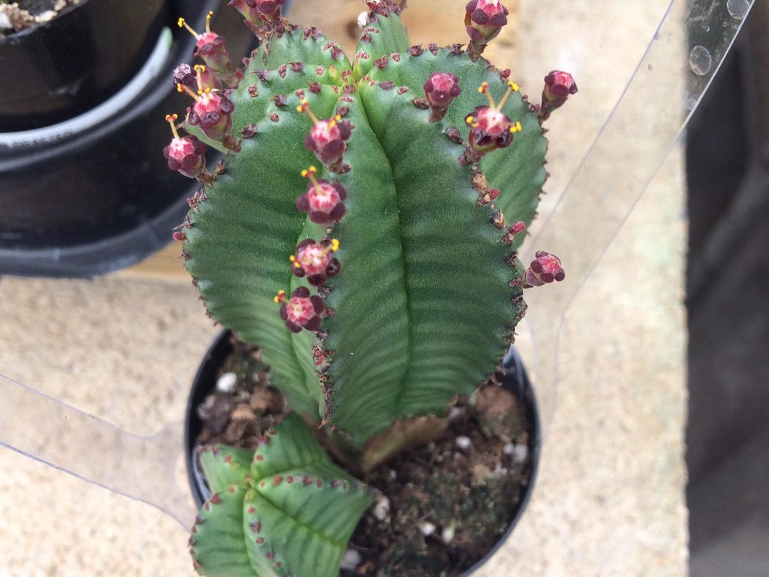 Cactus Plant Small Tanzanian Zipper. the Fleshy Edges of This Cactus ...