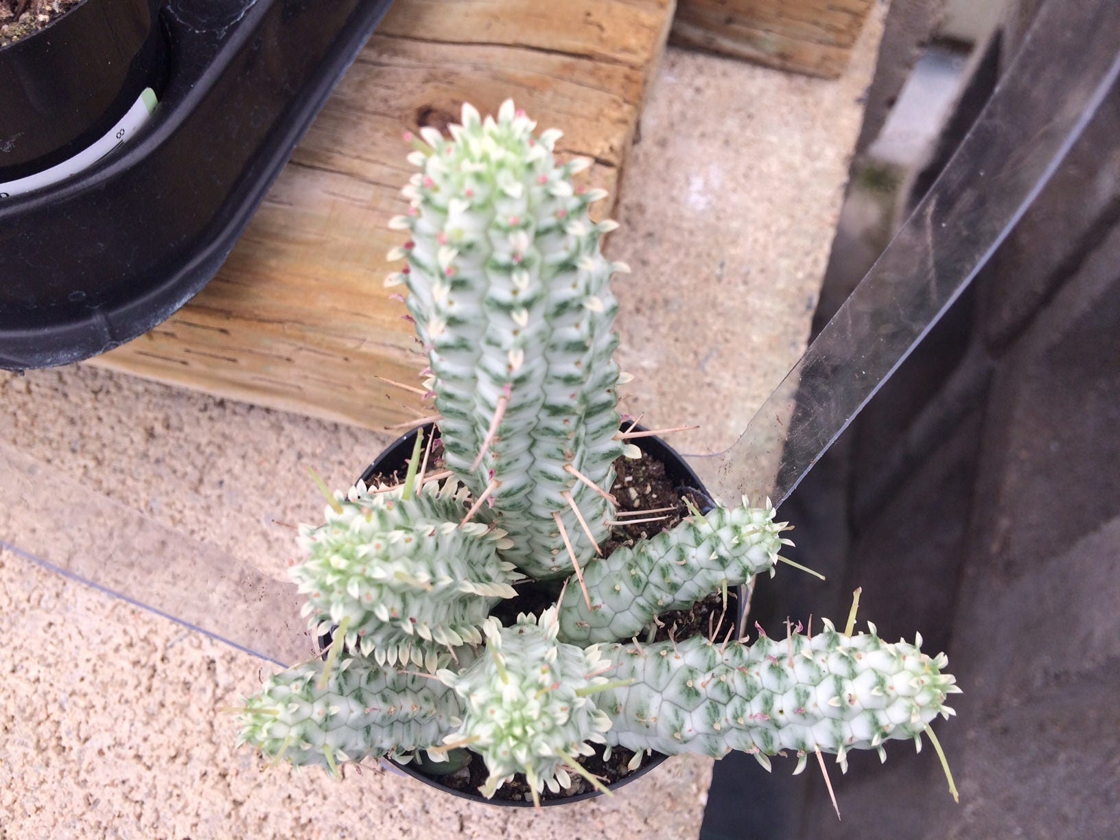 Cactus Plant. Small Indian Corn Cob Cactus. | Etsy
