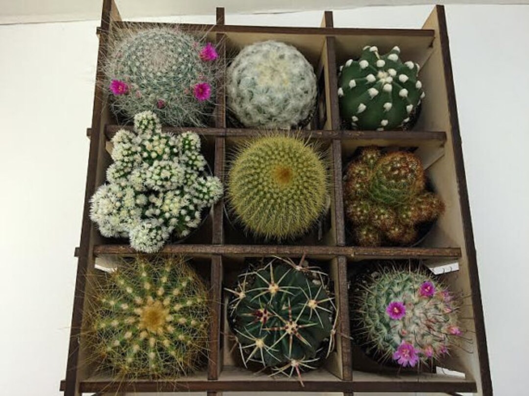 Cactus Plant Shadow Box Nine Cacti Planter Complete - Etsy