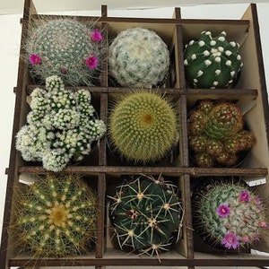 Cactus Plant Shadow Box Nine Cacti Planter Complete - Etsy