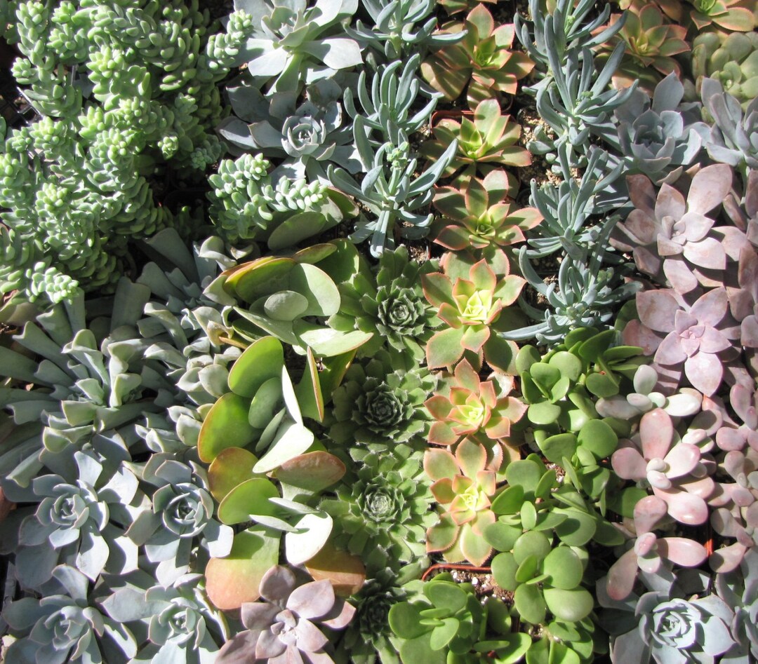Succulent Plants. Assortment of 50 Gorgeous Assorted Succulents ...