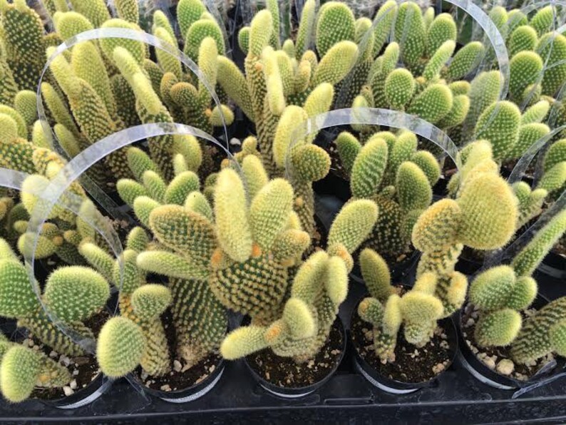 Small Cactus Plant. Golden Angel Wing Cactus. Also Called - Etsy