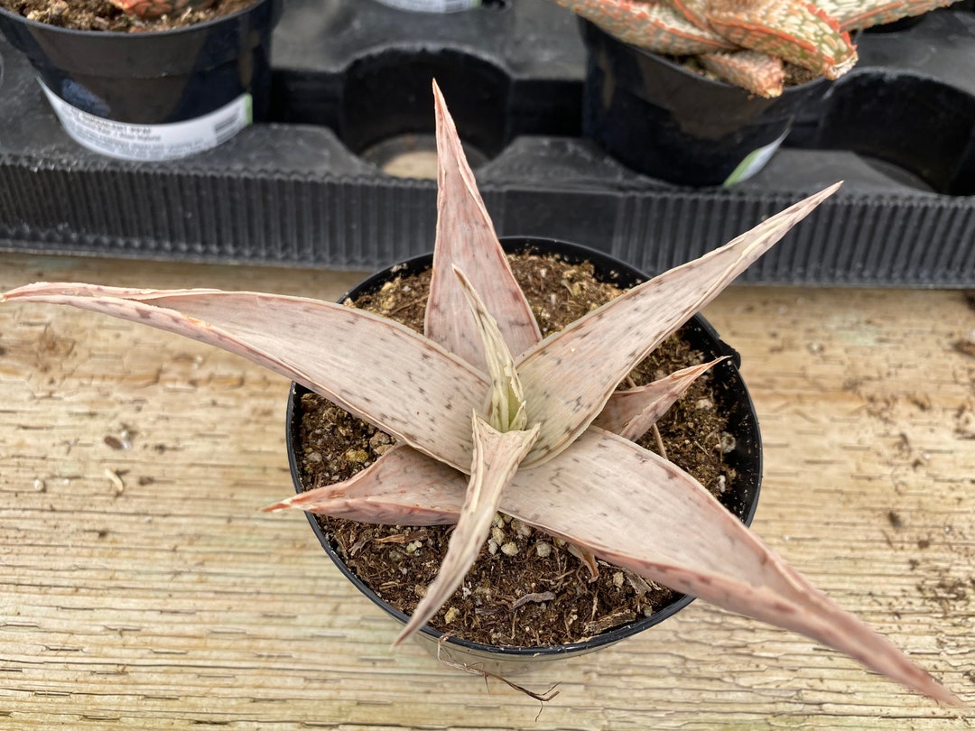Succulent Plant Medium Star Aloe 'snow Drift' Hybrid. - Etsy