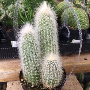 Cactus Plant Medium Silver Torch. A Spiny, Cylindrical Cactus. - Etsy