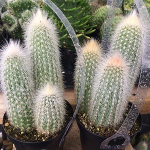 Cactus Plant Medium Silver Torch. A Spiny, Cylindrical Cactus. - Etsy