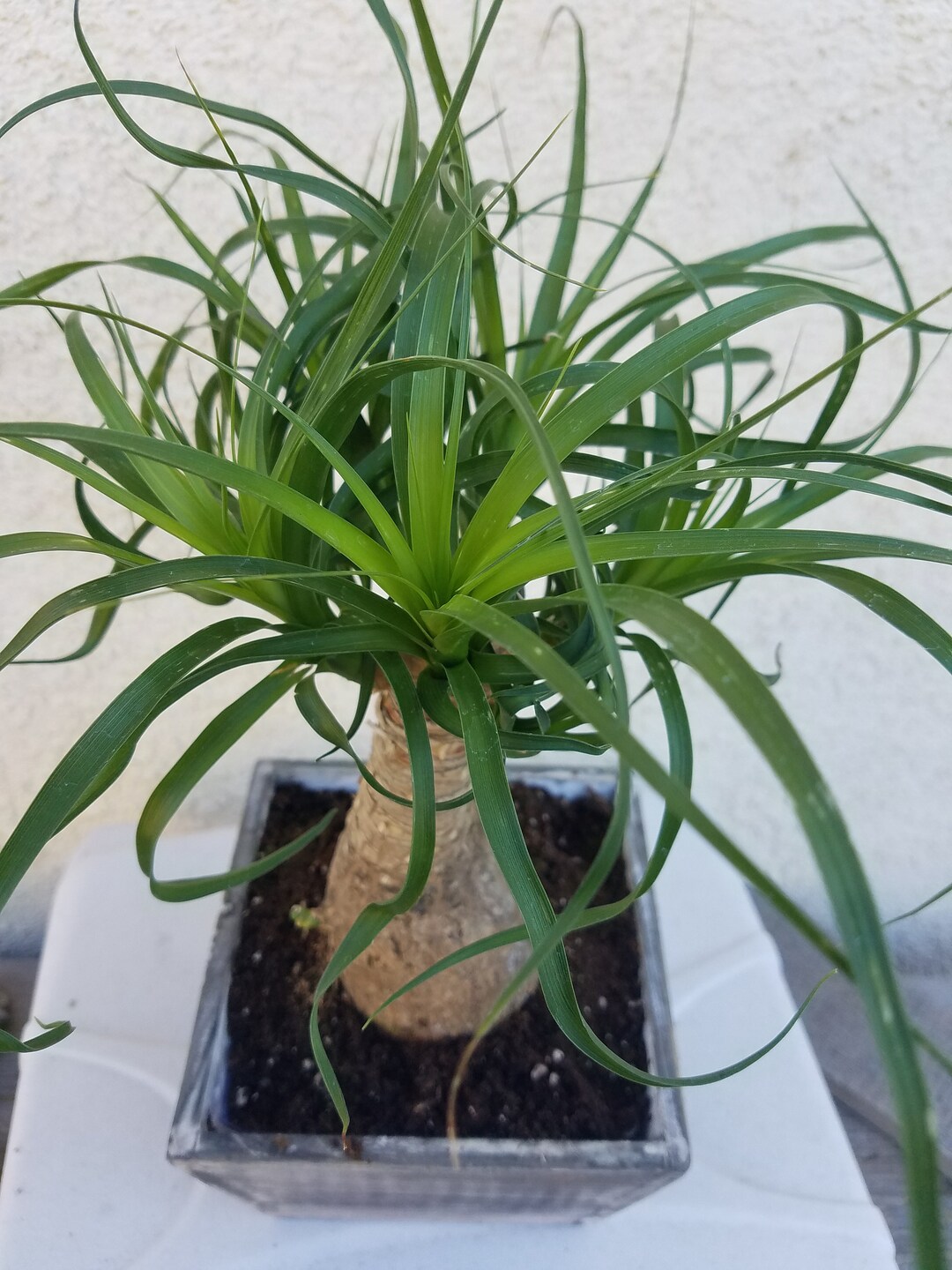 Mature Succulent Plant Ponytail Palm or Beaucarnea Recurvata is a Very ...