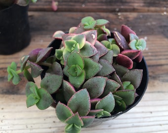 Calico Kitten Plant | Etsy