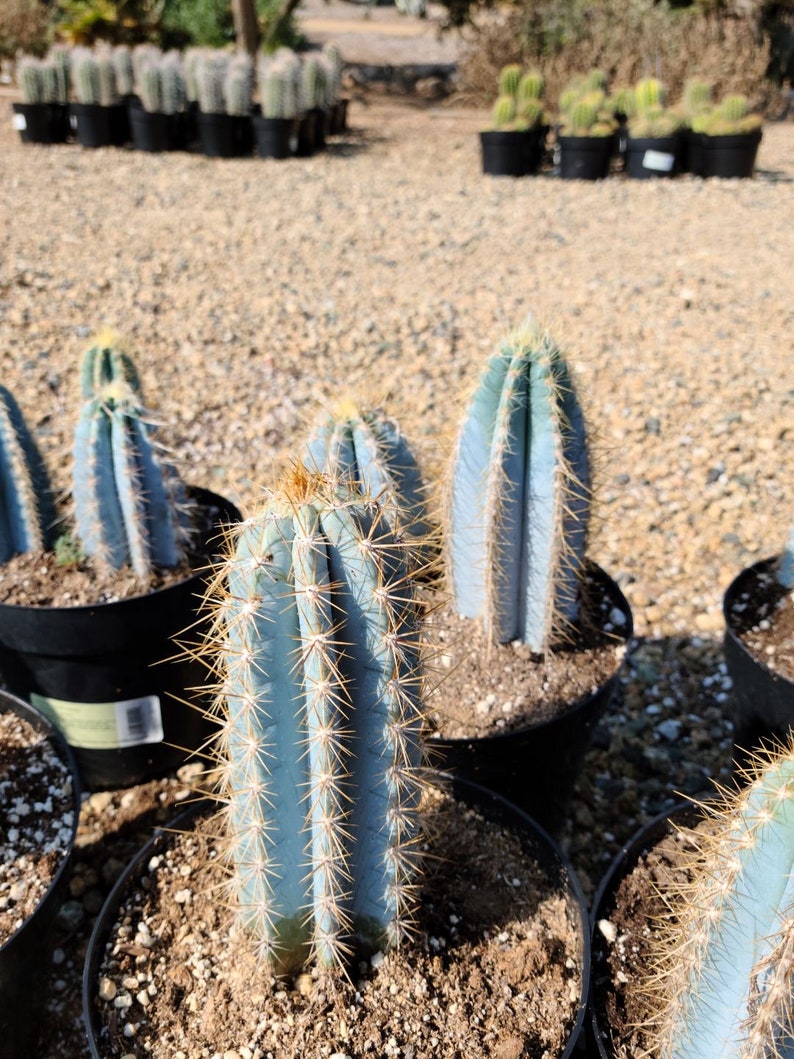 Mature Cactus Plant Blue Candle Cactus | Etsy