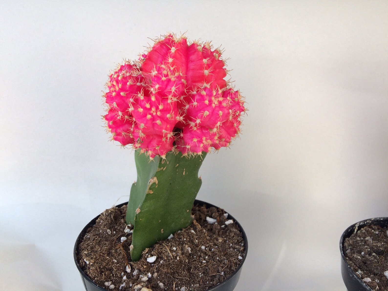 Small Grafted Moon Cactus. Bright Pink Adds Colorful Touches | Etsy
