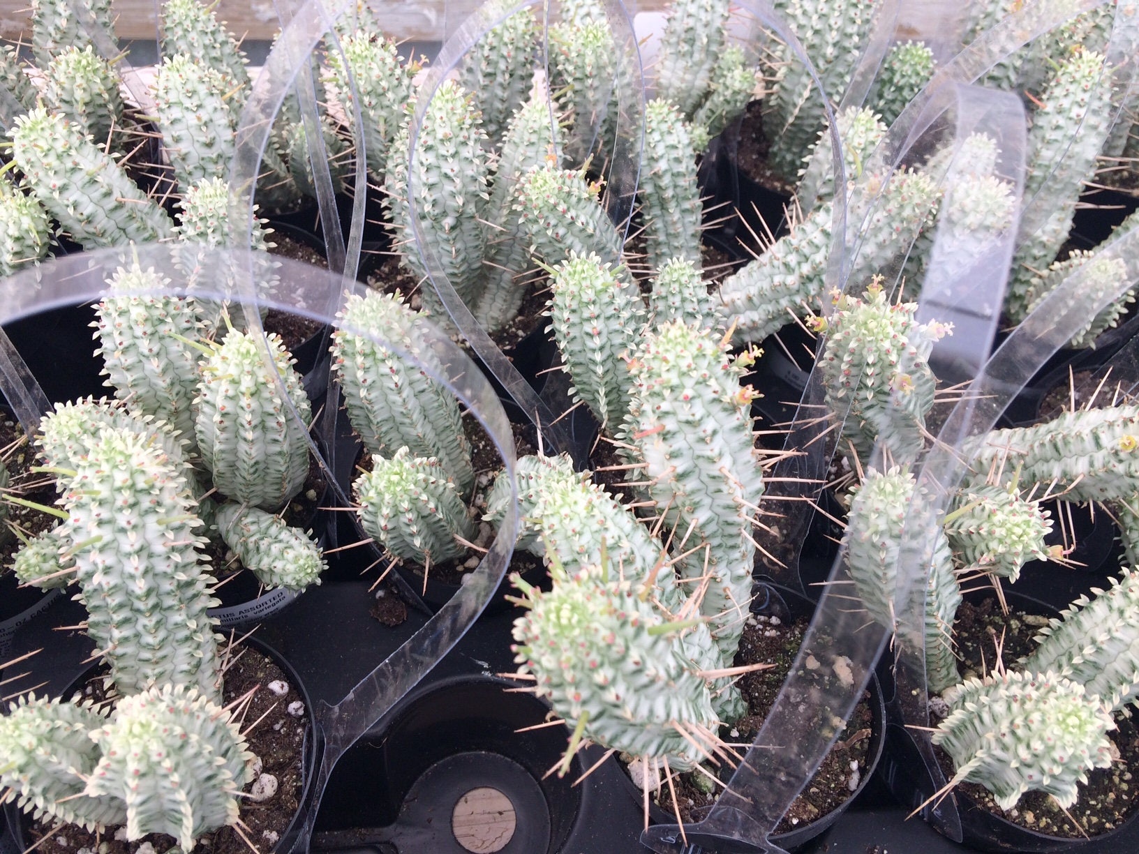 Cactus Plant. Small Indian Corn Cob Cactus. | Etsy