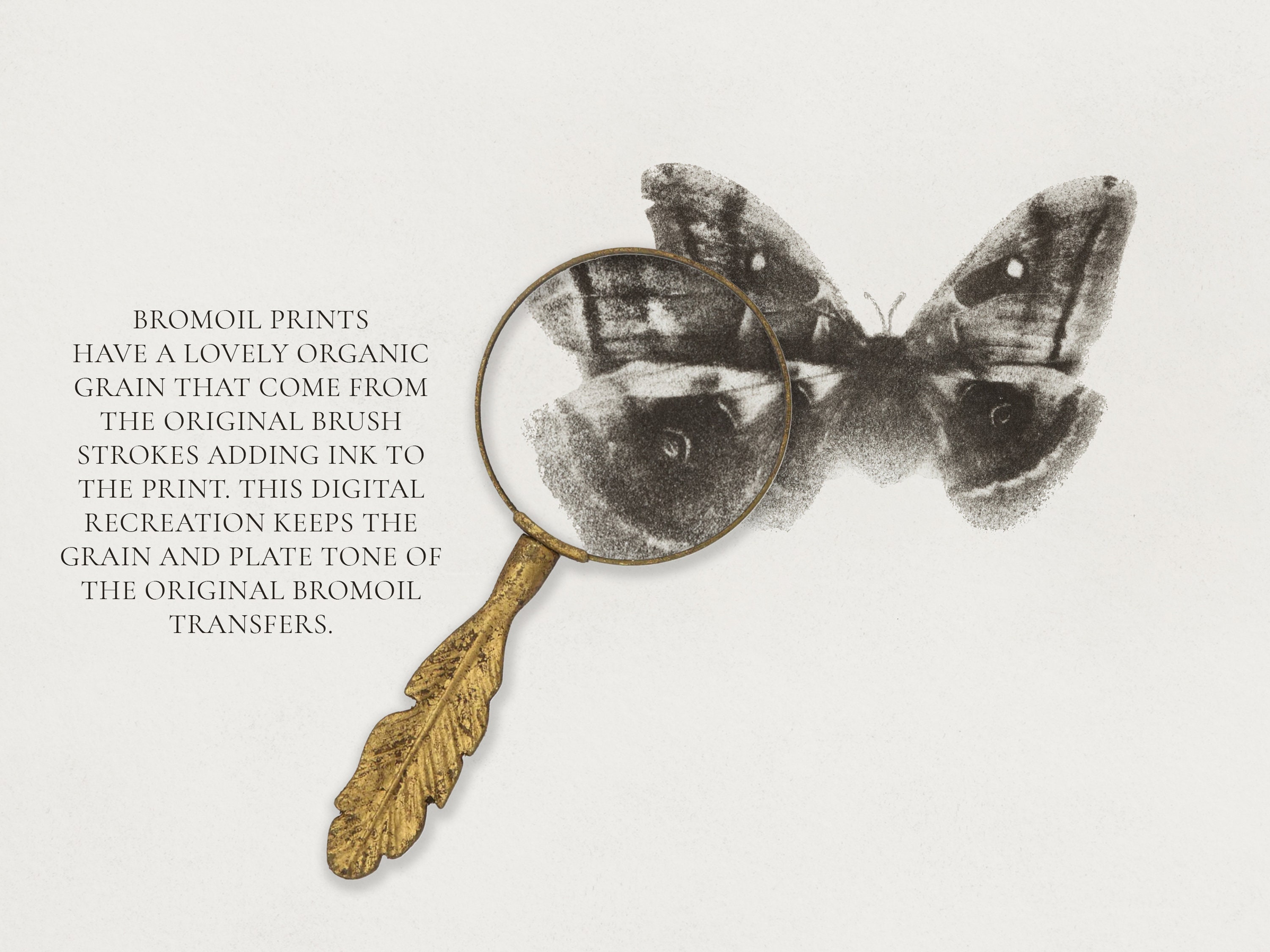 Silk Moth Bromoil Transfer Print - Etsy