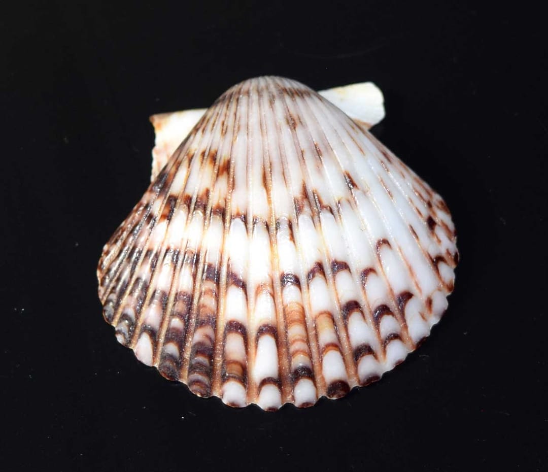 Calico Scallop Shell, Seashells Shells From Florida Great for Nautical ...