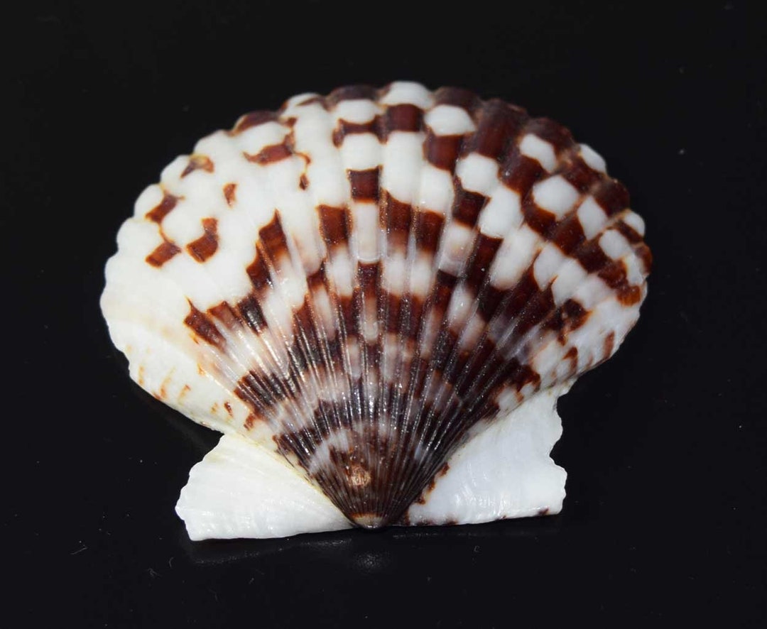 Natural Calico Scallop Sea Shell: Beach Decor, Jewelry Making Supply - Etsy