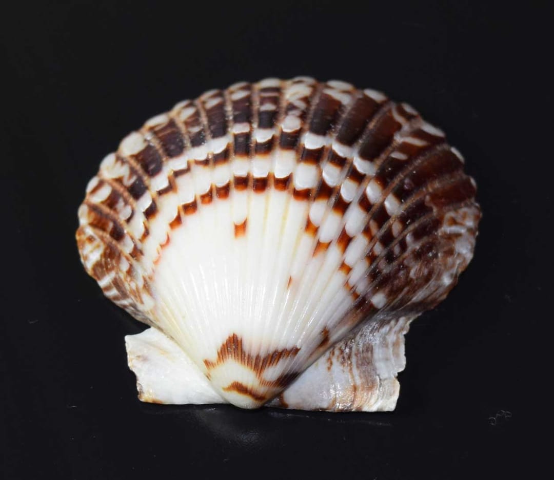 Calico Scallop Shell, Seashells Shells From Florida Great for Nautical ...