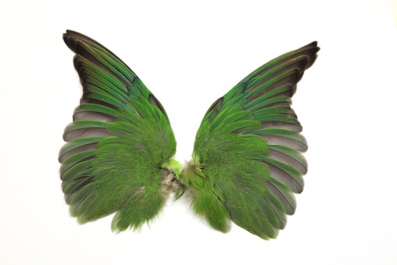 Real Animal Wings