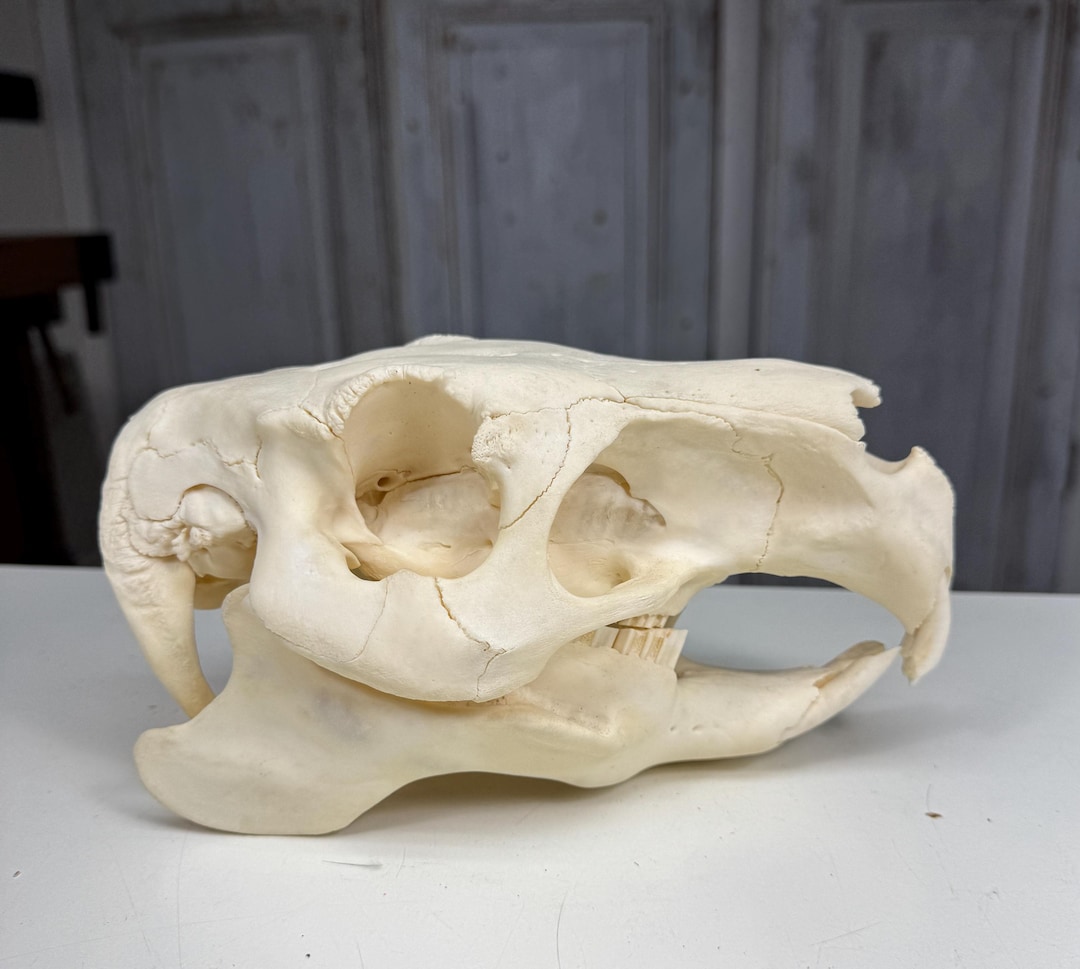 Large Adult Capybara Skull Deformed Tooth / Mammal Skeleton Bones Real ...