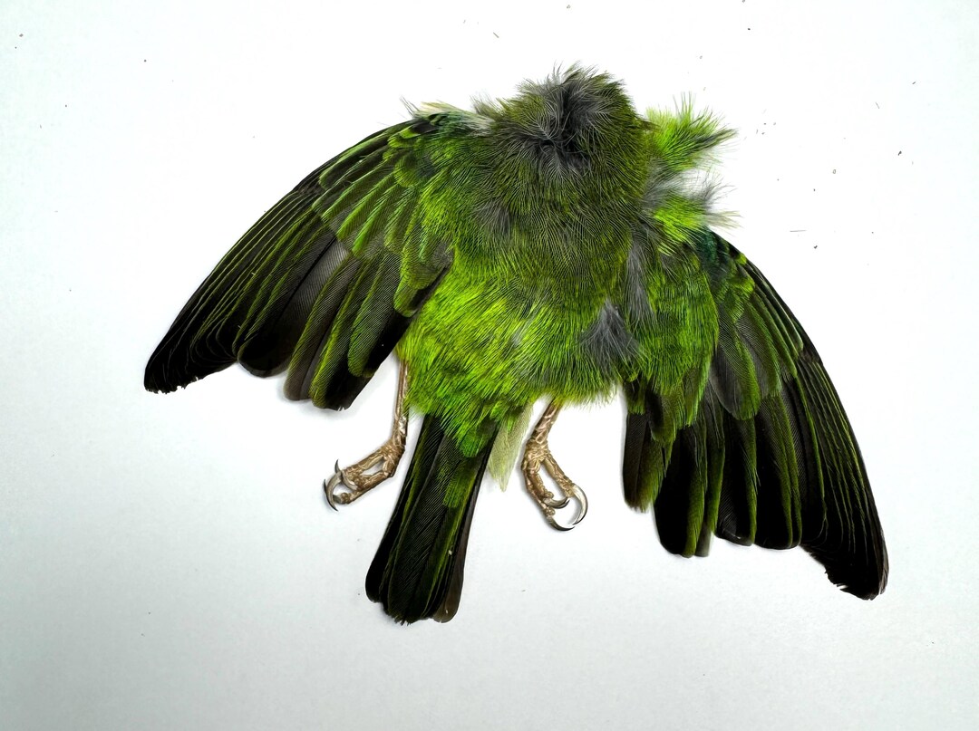Real Black-faced Dacnis Female Skin Bird Taxidermy Tropical Feathers ...