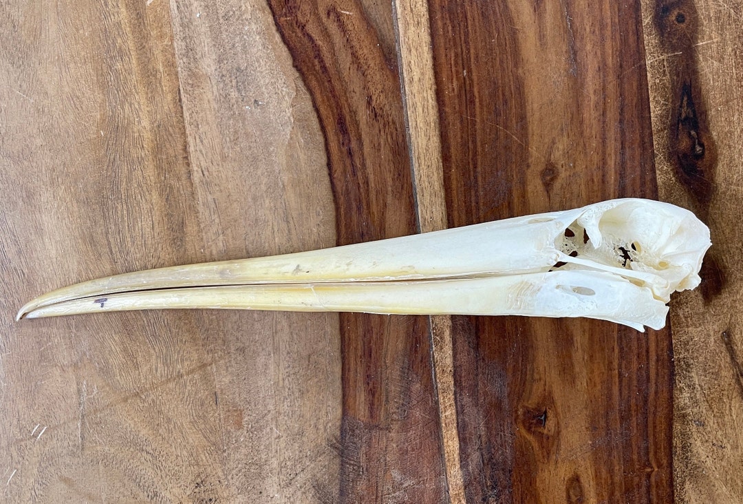 Real Yellow-billed Stork Skull Skull / Bird Skeleton Bones Real Beak ...