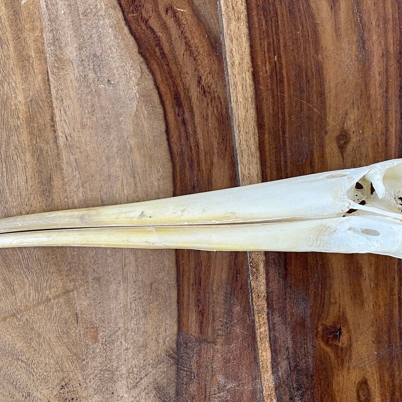 Real Animal Skull - Etsy