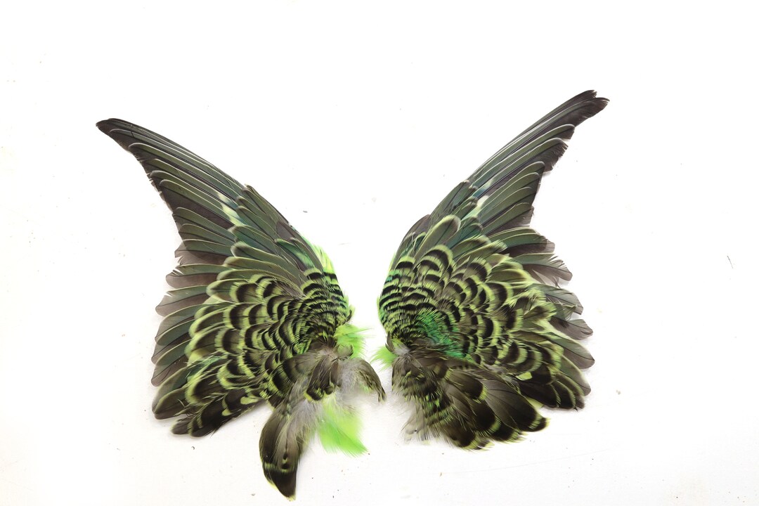 Real Green Budgie Budgerigar Wings / Taxidermy / Stuffed / Tropical ...