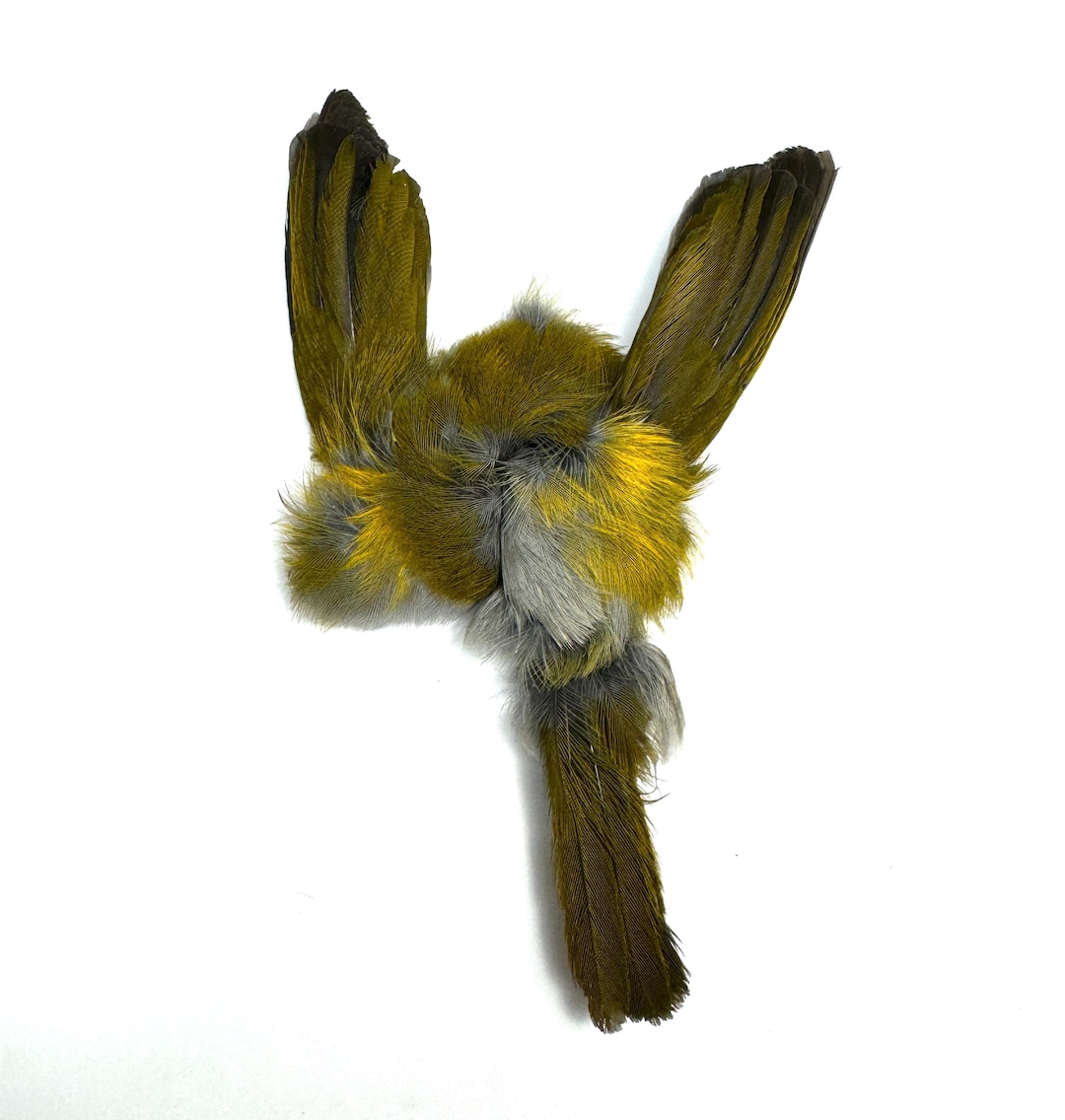 Real Grey-headed Oliveback Skin | Bird Taxidermy | Tropical Feathers ...