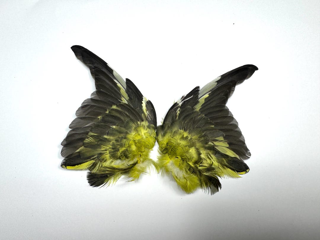 Real Green Budgie Budgerigar Wings / Taxidermy / Stuffed / Tropical ...