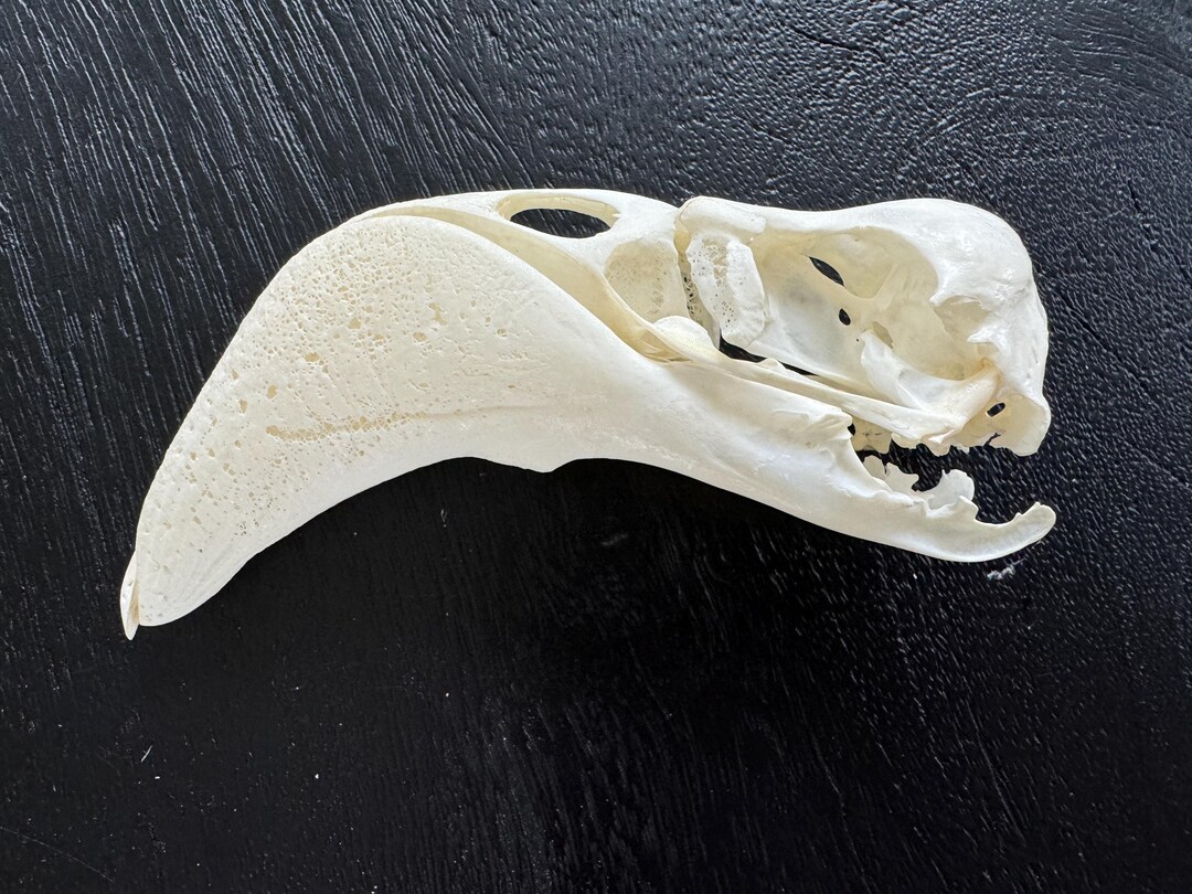 Real Chilean Flamingo Skull Bones Taxidermy Beak Skull - Etsy