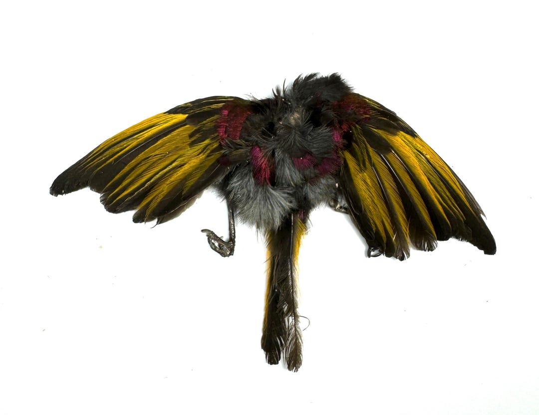 Real Golden Winged Sunbird Skin | Bird Taxidermy | Tropical Feathers ...
