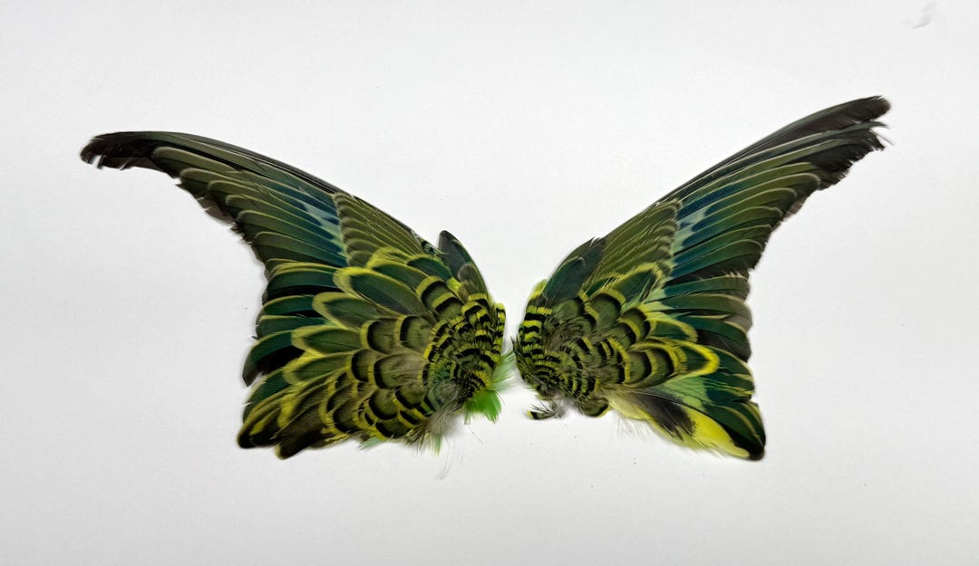 Real Green Budgie Budgerigar Wings / Taxidermy / Stuffed / Tropical ...