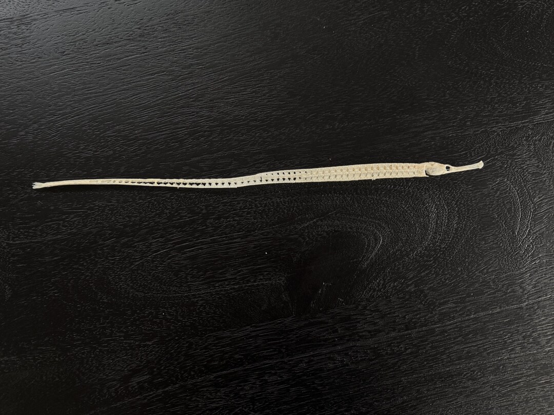 Real Greater Pipefish Skeleton / Fish Skull Bones Real - Taxidermy - Etsy