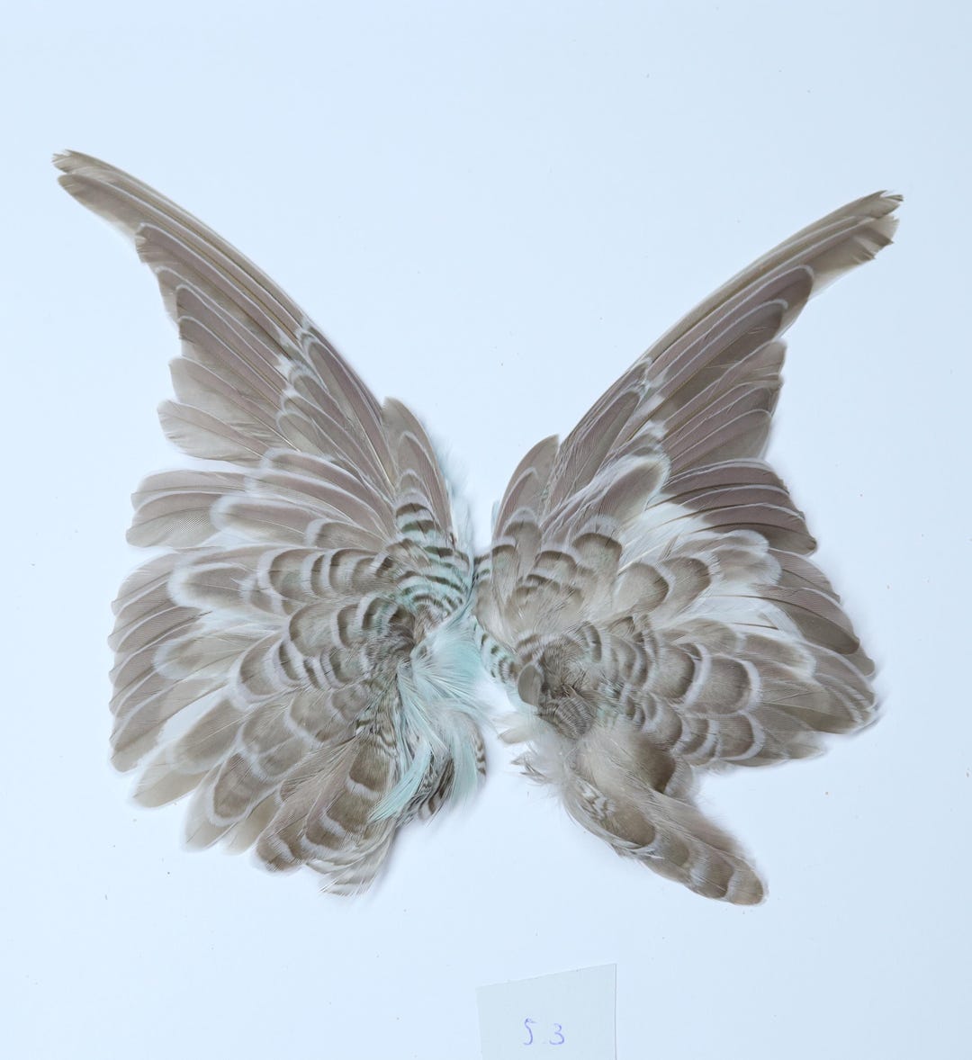 Real Blue Budgie Budgerigar Wings / Taxidermy / Stuffed / Tropical Bird ...