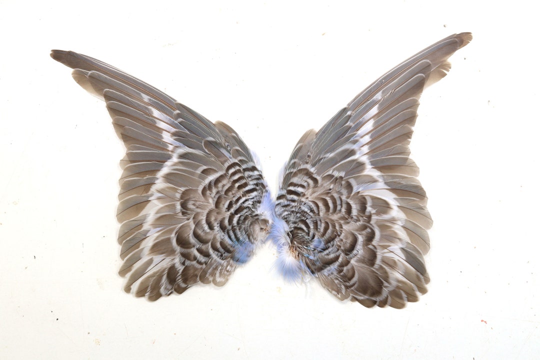 Real Blue Budgie Budgerigar Wings / Taxidermy / Stuffed / Tropical Bird ...