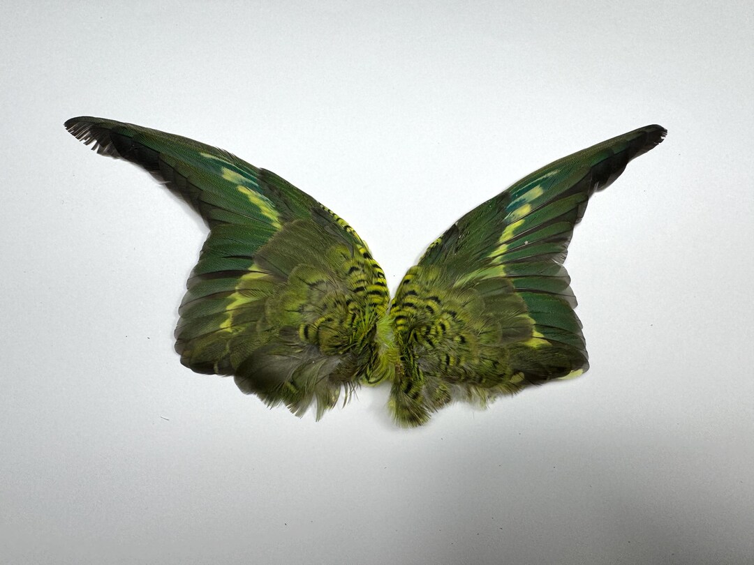 Real Green Budgie Budgerigar Wings / Taxidermy / Stuffed / Tropical ...