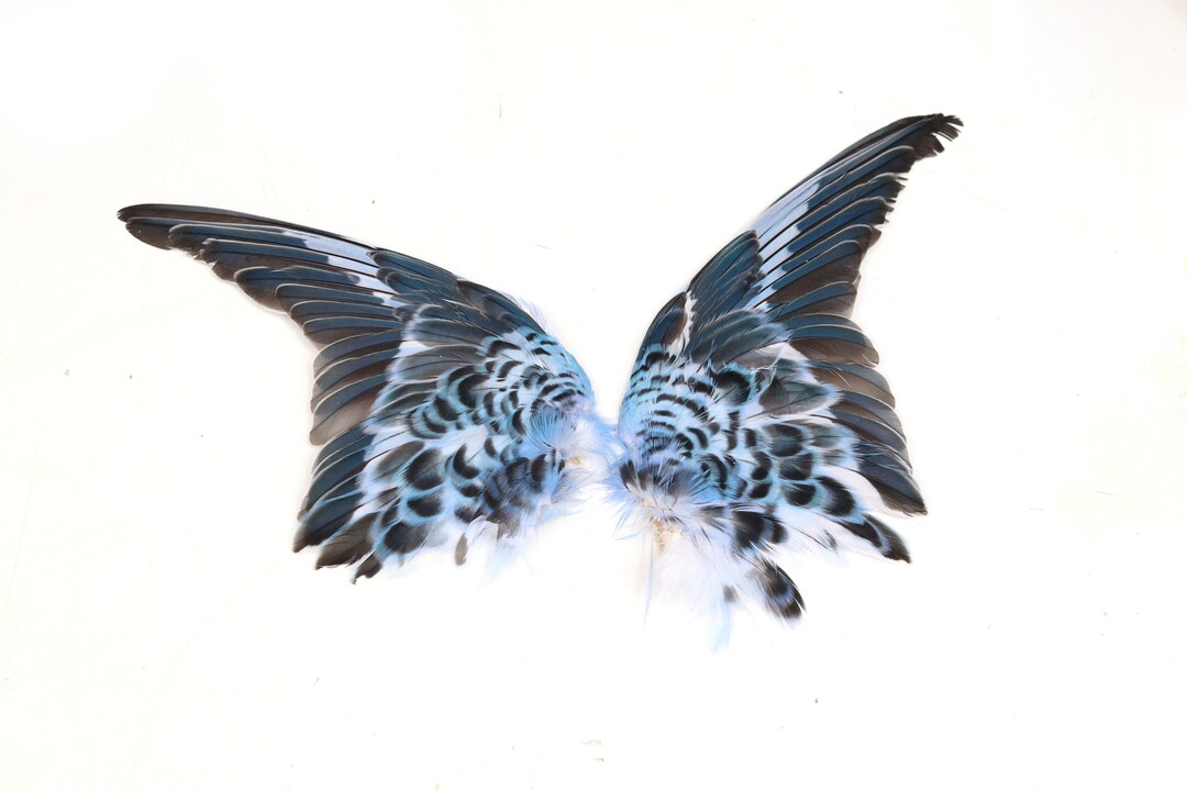 Real Blue Budgie Budgerigar Wings / Taxidermy / Stuffed / Tropical Bird ...